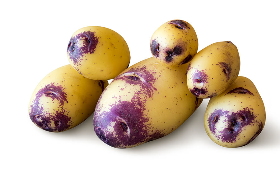 Blue Belle | Fertinature